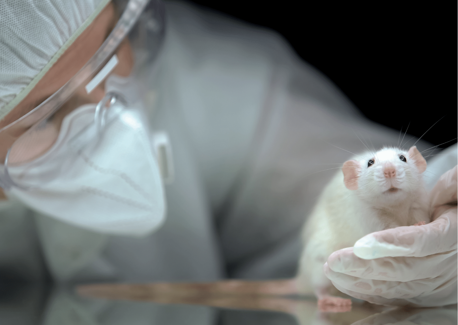 What Did 'Rat Park' Teach Us About Addiction? | New Leaf Recovery